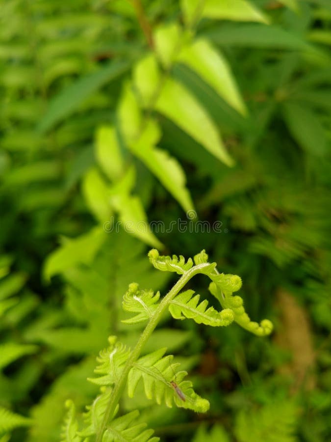 Close Up of Beautiful Fern Shoots Stock Photo - Image of close, shrub ...