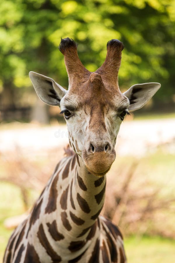 Close Up of Beautiful Giraffe Stock Photo - Image of hungry, giraffe ...