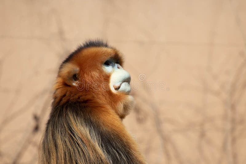 Close Up Beautiful Golden Monkey Stock Image - Image of adorable ...
