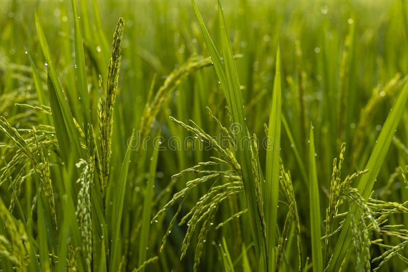 Close Up of Beautiful Green Color Rice Plants of India Stock Photo ...