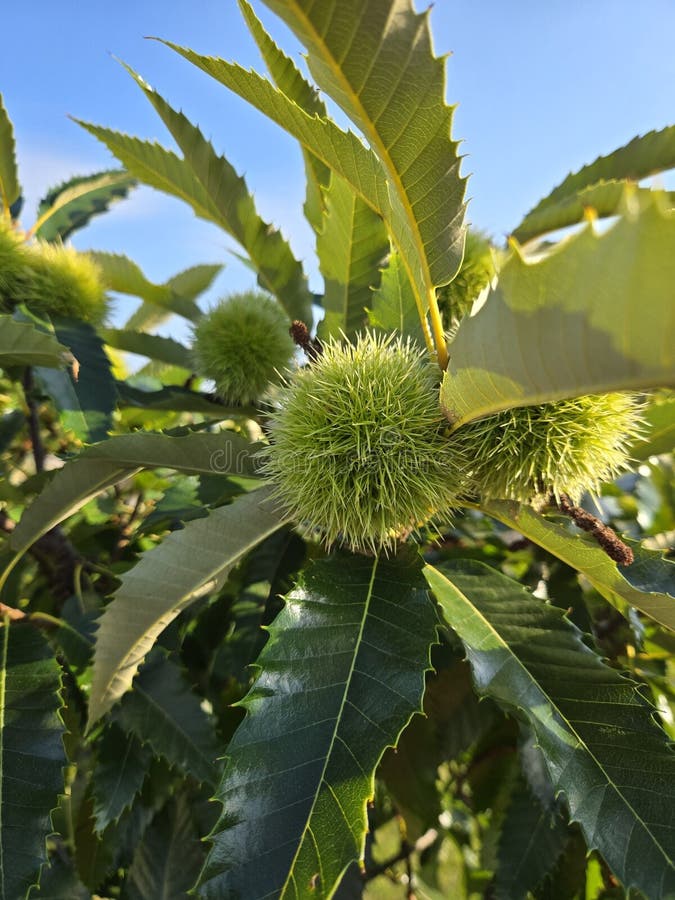 Close-up of Beautiful Green Edible Chestnuts Still in Their Hard Shells ...