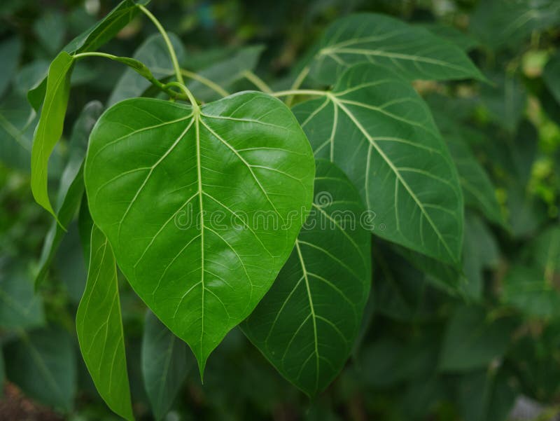 Close Up of Beautiful Green Fresh Leave of the Tree, Nature Background ...