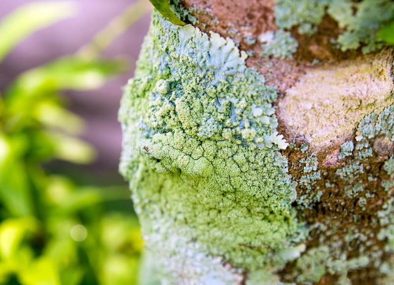 Beautiful Green Lichen, Moss and Algae Growing on Tree Trunk Stock ... Beautiful Green Lichen, Moss and Algae Growing on Tree Trunk Stock ...