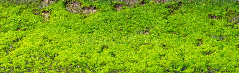 Close-up of Beautiful Green Moss on Close-up Background. Moss Macro ...