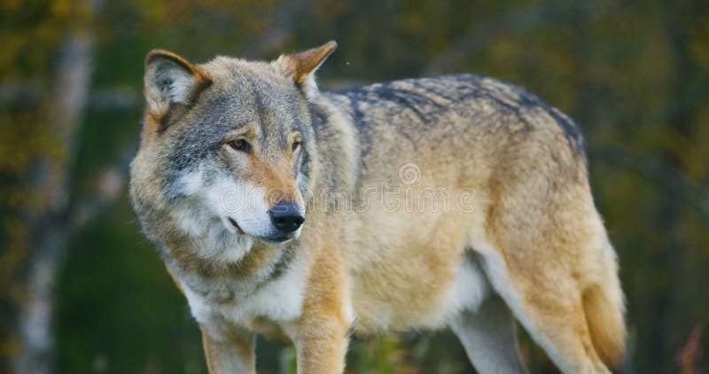 Close-up of Beautiful Grey Wolf Standing in the Forest Observing Stock ...