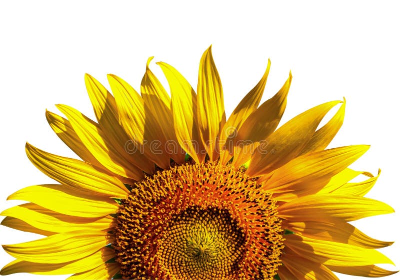 Close-up of Beautiful Half Sunflowers on White Background Stock Photo ...