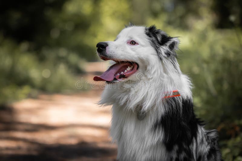 Close Up of Beautiful and Happy Australian Shepherd on Forest Pathway ...