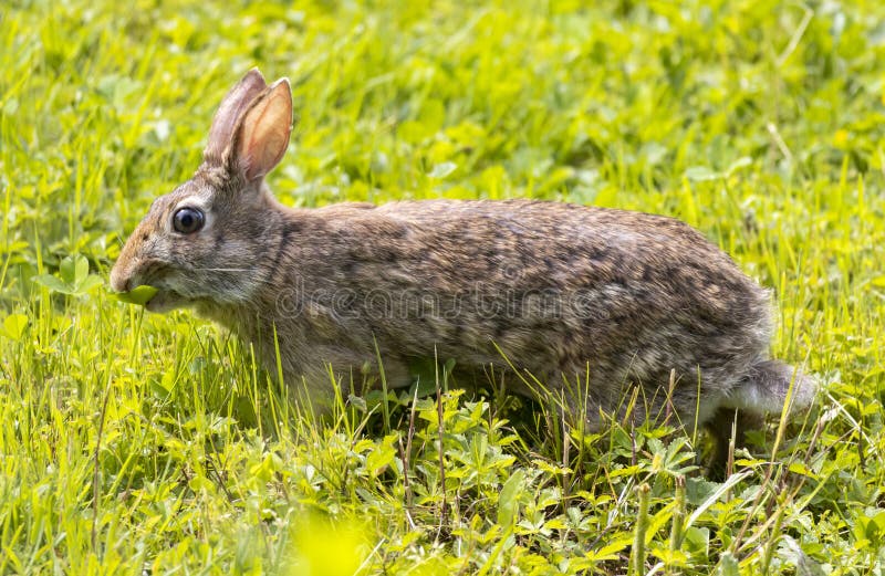 A Close-up of a Beautiful Hare on the Meadow Stock Image - Image of ...