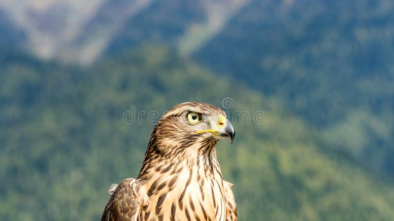 Close-up of Beautiful Hawk. Autumn in Abkhazia Stock Photo - Image of ...