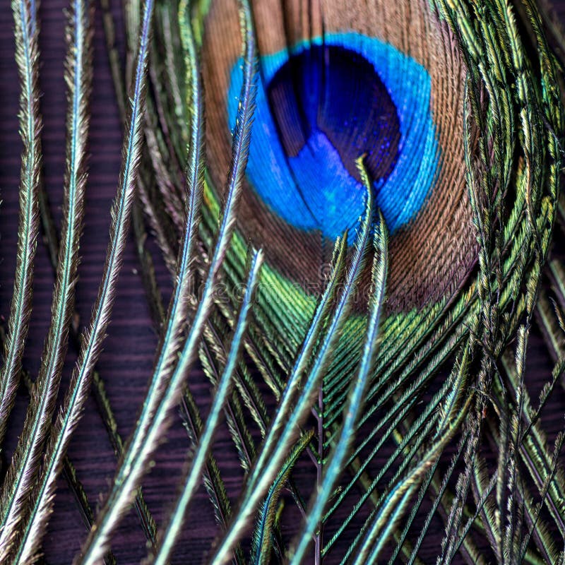 Close Up Beautiful Indian Village Peacock Features Stock Image - Image ...