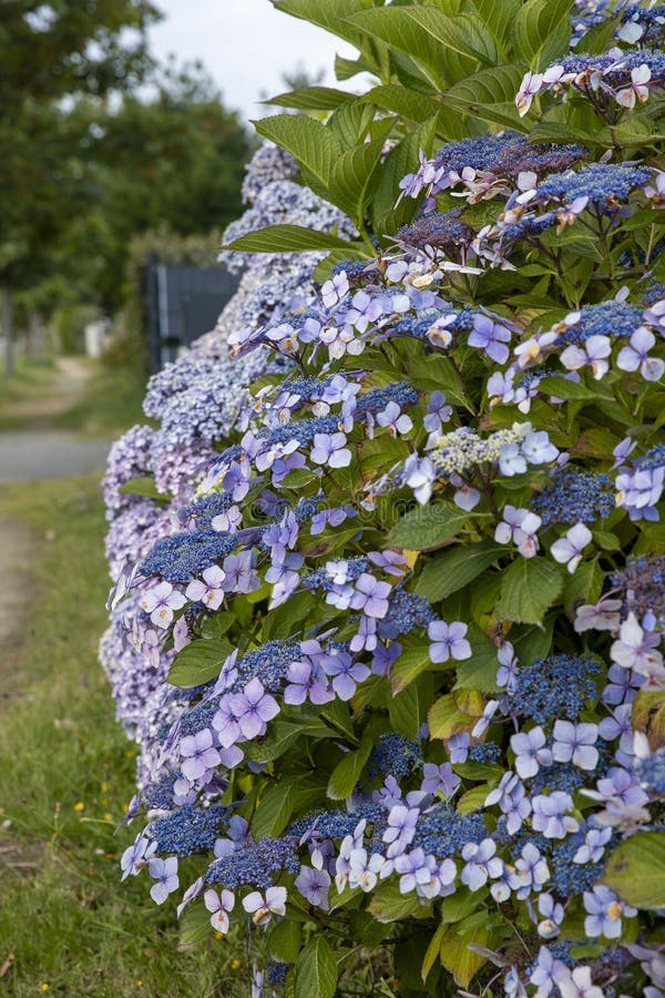 Close-up of a Beautiful and Large Clump of Blue Hydrangea. Stock Image ...