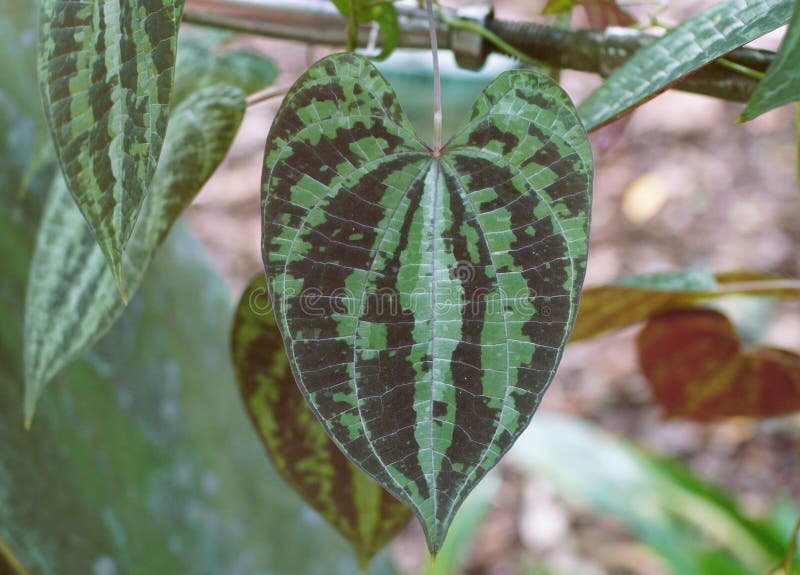 A Beautiful Leaf Pattern and Shape of Rhizomatous Begonia Phuthoensis ...