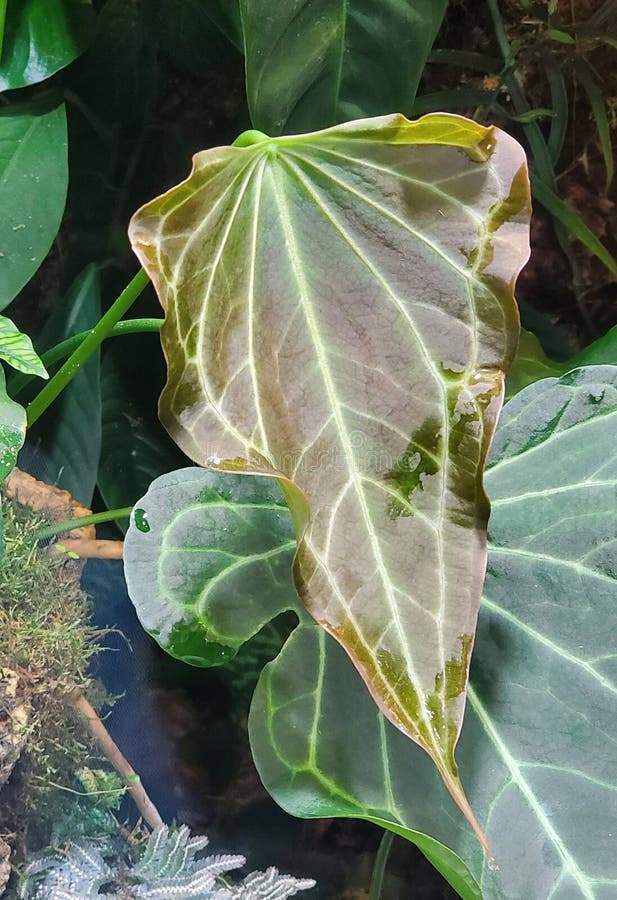Close Up of the Beautiful Leaf Shape of Anthurium Delta Force Stock ...