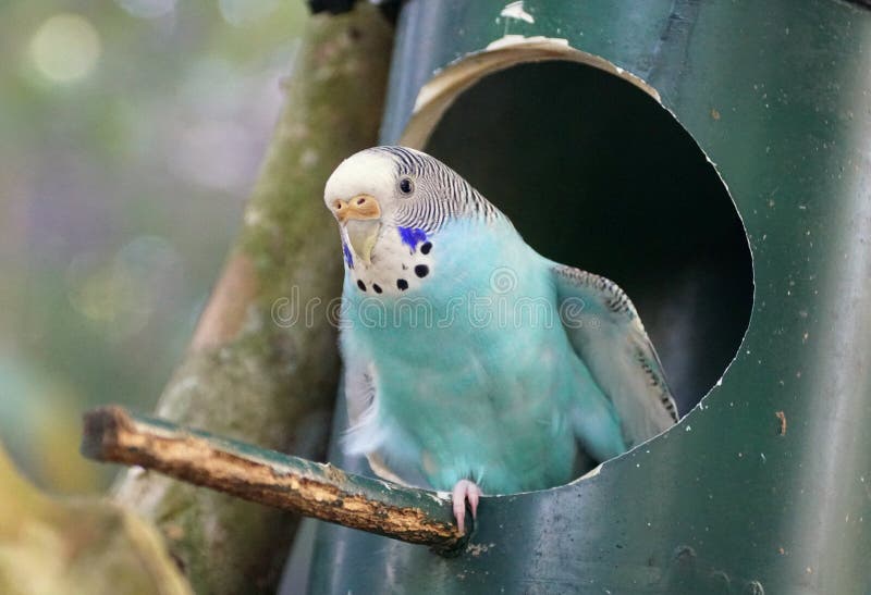 A Close Up of a Beautiful Light Blue Parakeet Bird Stock Photo - Image ...