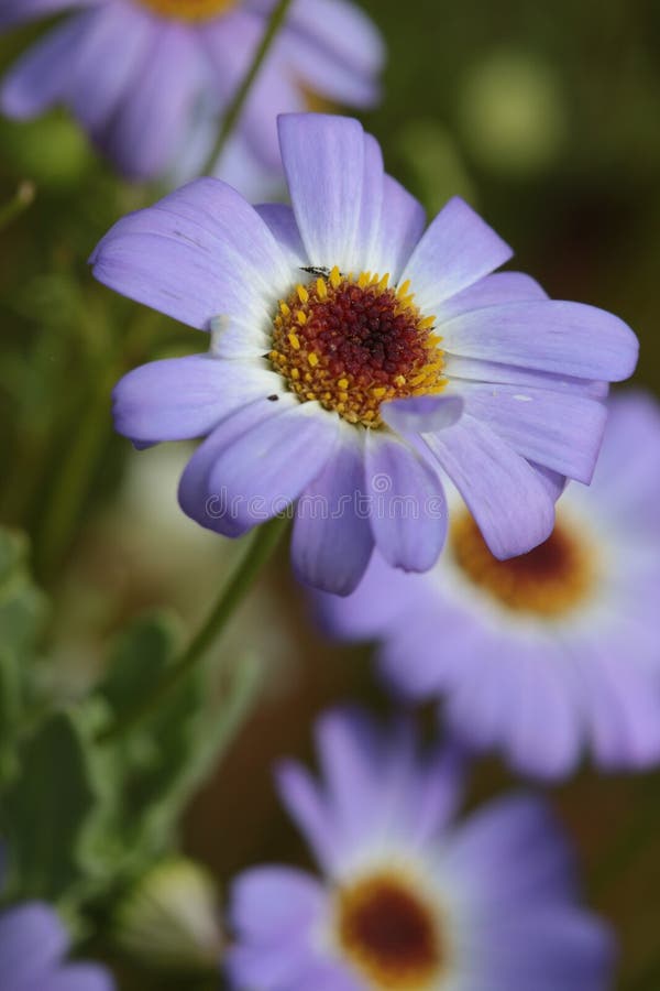 Beautiful Light Blueish Purple Swan River Daisy Stock Image - Image of ...