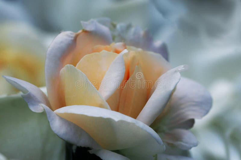 Close Up of a Beautiful Light White Rose Can Use As Wedding Background ...