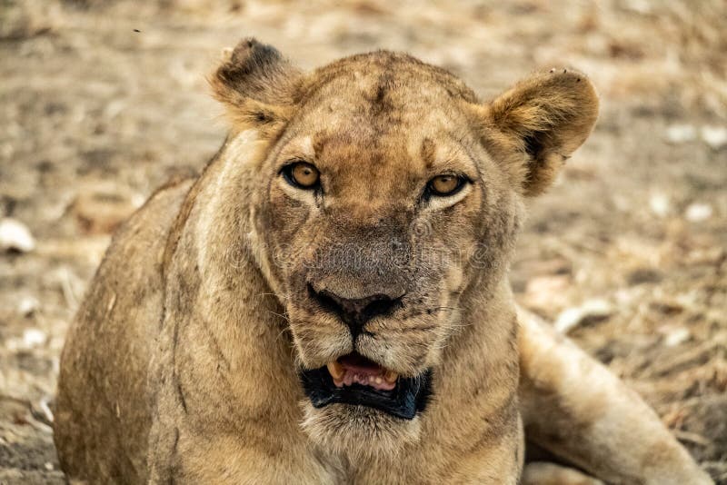 Close-up of a Beautiful Lioness Resting after Hunting Stock Photo ...