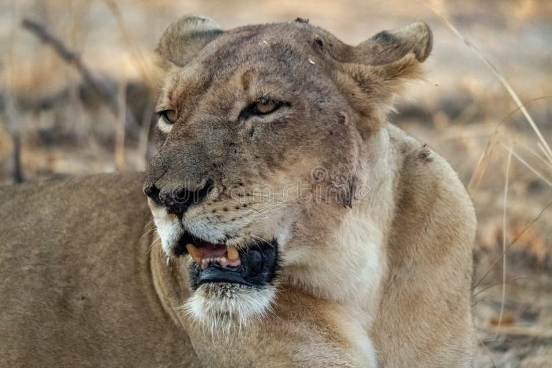 Close-up of a Beautiful Lioness Resting after Hunting Stock Photo ...