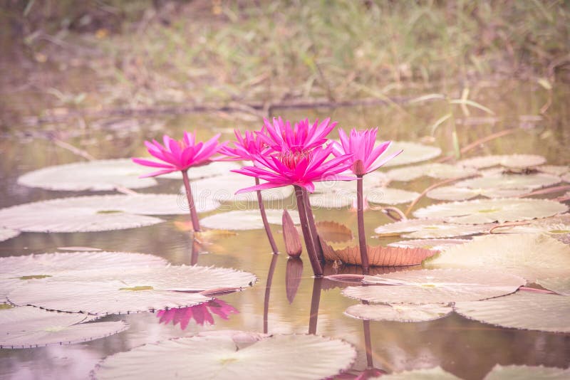 Beautiful Lotus Flowers in Water. Stock Image - Image of lotus, color ...