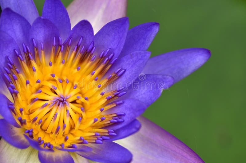 Close Up of a Beautiful Lotus Pollen. Stock Image - Image of lotus ...