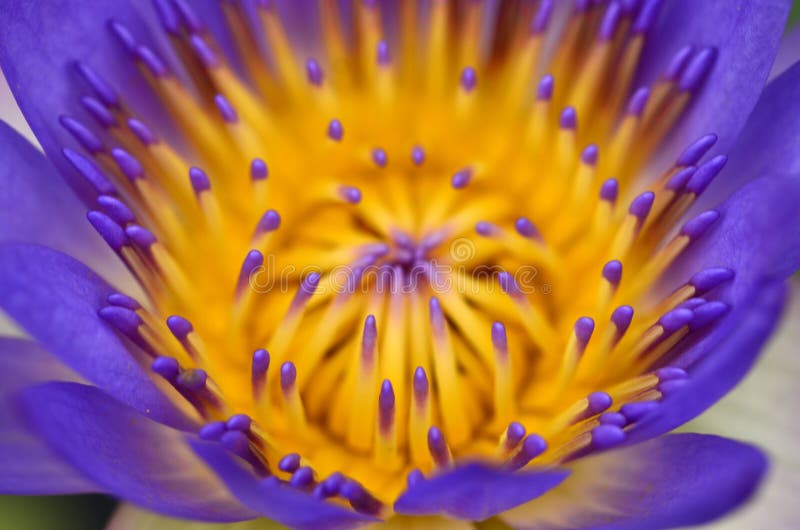Close Up of a Beautiful Lotus Pollen. Stock Photo - Image of flowers ...