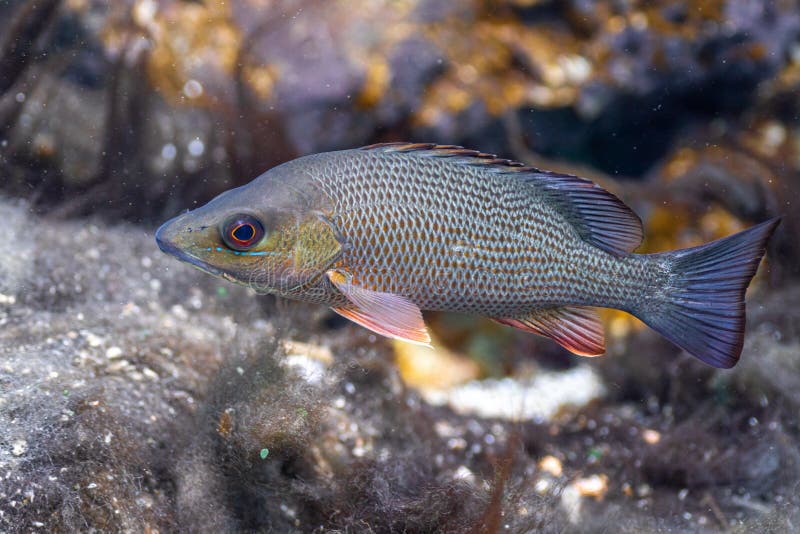 Close-up of a Beautiful Mangrove Snapper Stock Image - Image of ...