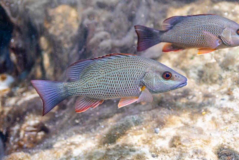 Close-up of a Beautiful Mangrove Snapper Stock Photo - Image of spring ...