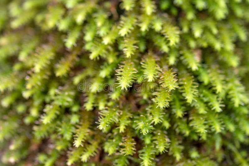 Close-up of beautiful moss stock photo. Image of outdoor - 86475784