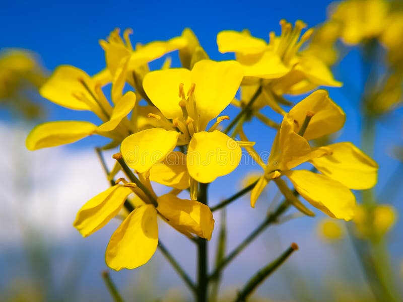 Close Up of Beautiful Mustard Flower on the Blue Sky Background Stock ...