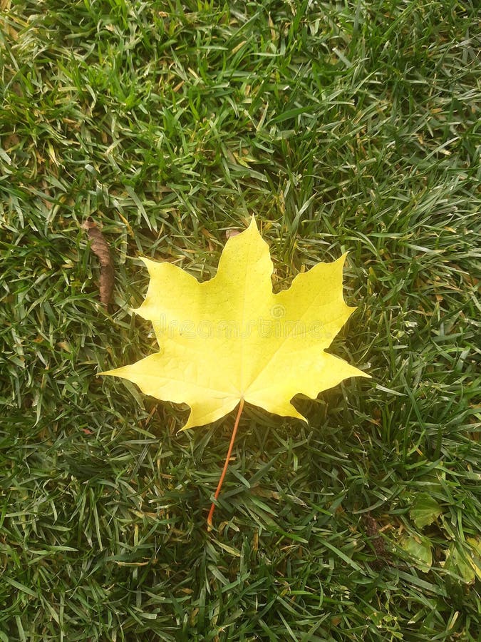 Close-up Beautiful Nature Yellow Fresh Maple Leaf Macro Stock Image ...