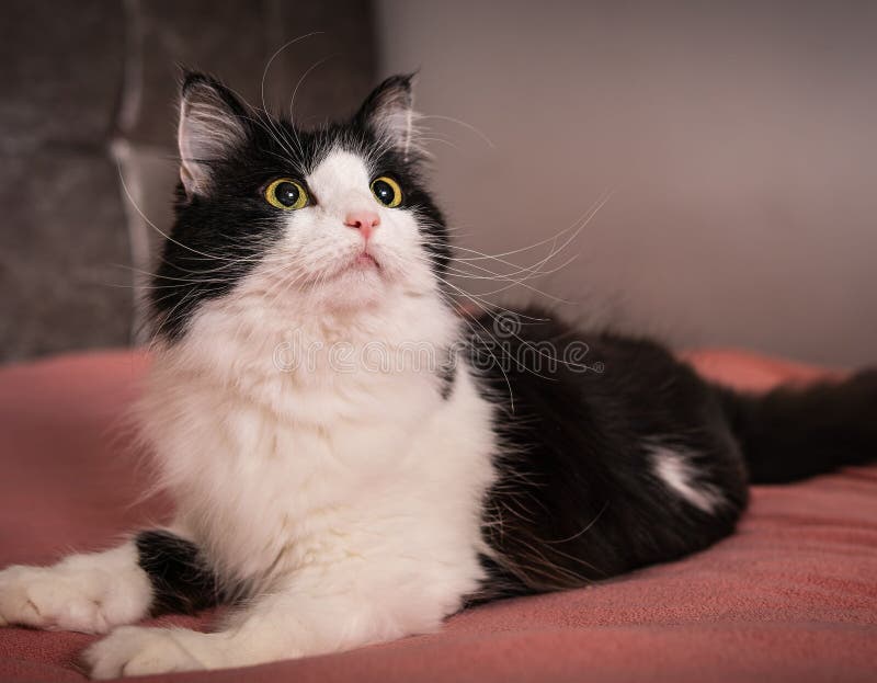Close-up of a Beautiful Norwegian Forest Cat Resting Stock Photo ...