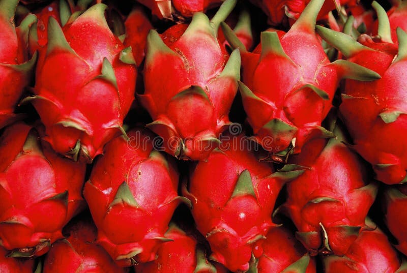 Close Up of Beautiful, Nutritious, Bright Red Dragon Fruit Stock Photo ...