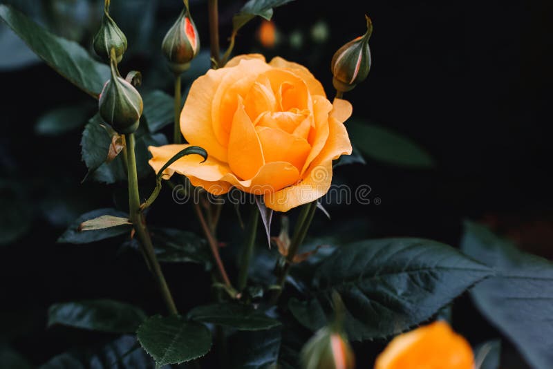 Close-up of Beautiful Orange Rose Bush Stock Image - Image of dark ...