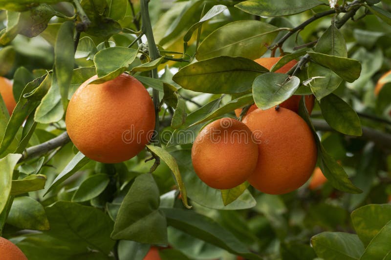 Close-up of a Beautiful Orange Tree with Ripe Oranges Stock Image ...