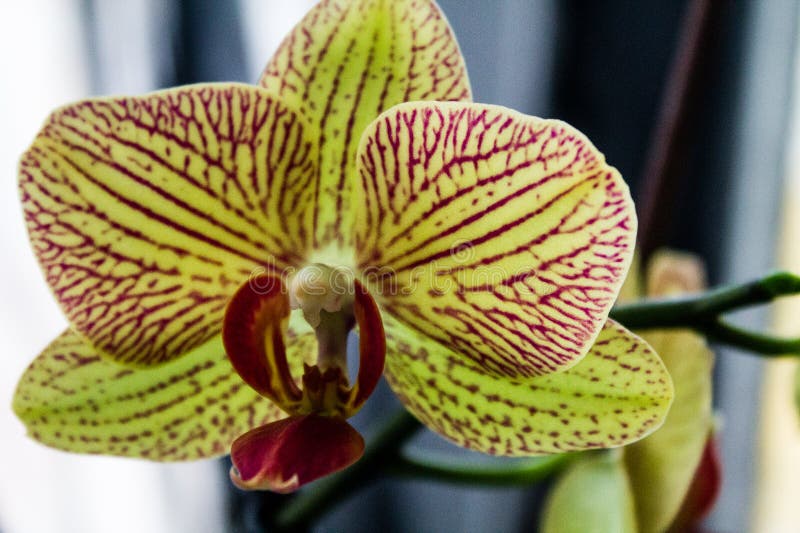 Close Up of a Beautiful Orchid Flower in a Garden Setting Stock Photo ...