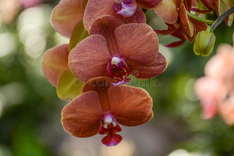 A Close Up of Beautiful Orchids Stock Image - Image of brightly ...