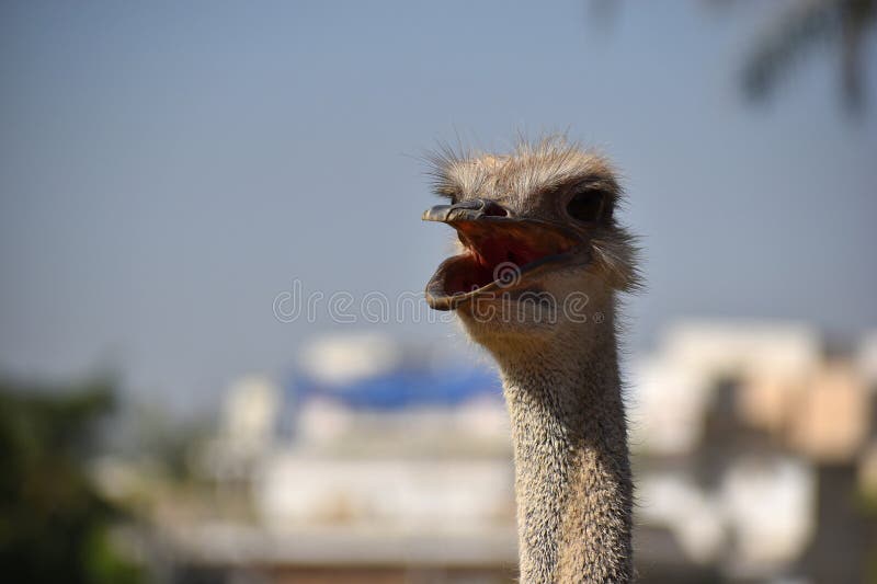 Close Up of Beautiful Ostrich Face. Ostrich Bird Closeup Stock Image ...