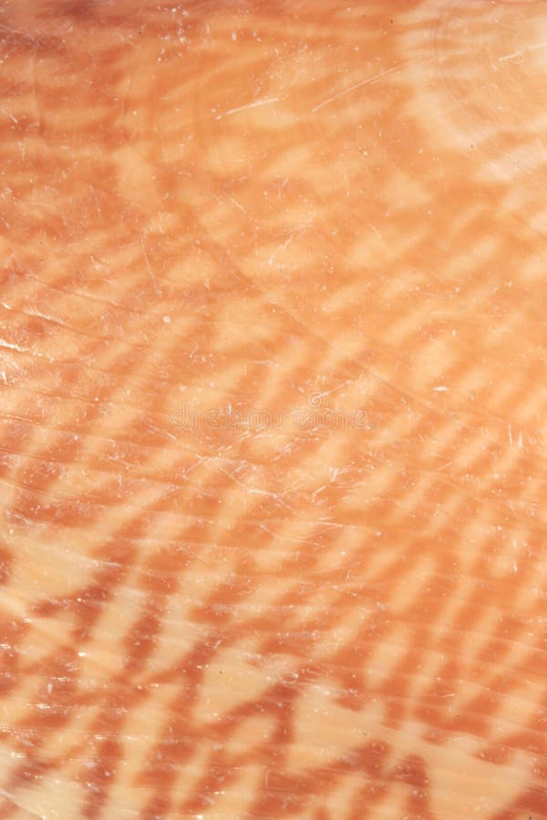 Close-up of Beautiful Patterns on the Shells 3 Stock Photo - Image of ...