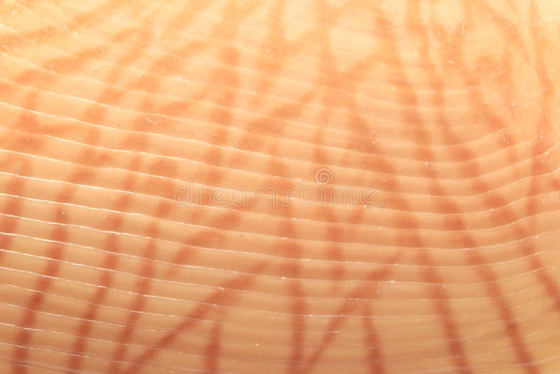 Close-up of Beautiful Patterns on the Shells Stock Photo - Image of ...