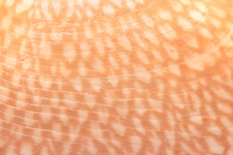 Close-up of Beautiful Patterns on the Shells 2 Stock Photo - Image of ...