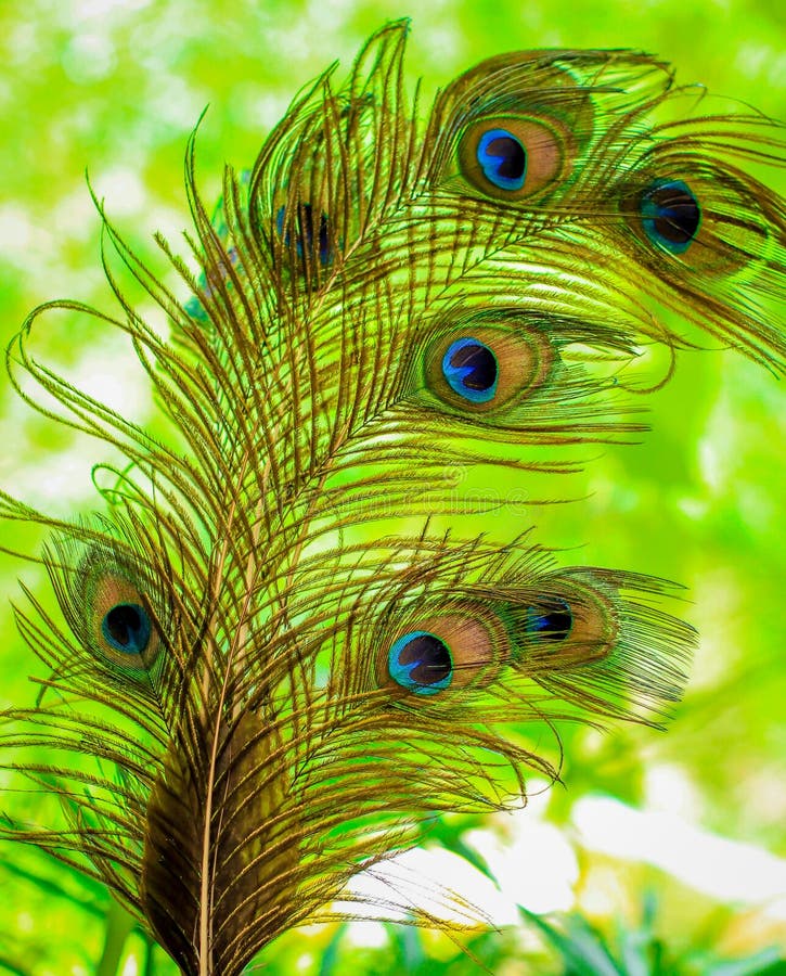 Close-up of Beautiful Peacock Feathers on Green Background. Stock Image ...