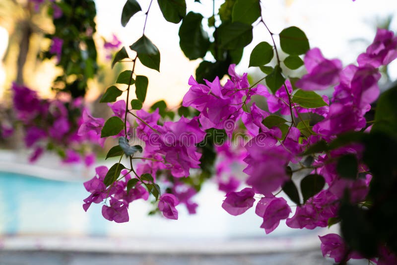Close Up of Beautiful Pink Flowers on a Bush Stock Image - Image of ...