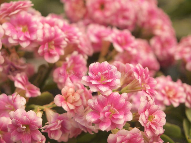 Beautiful Pink Flowers in the Garden Stock Image - Image of floral ...