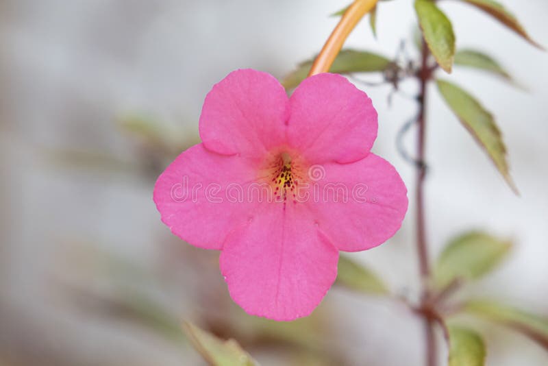 Close Up of a Beautiful Flower Stock Photo - Image of botanical, green ...