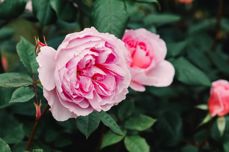 Close-up of Beautiful Pink Rose Bud Stock Photo - Image of park, petals ...