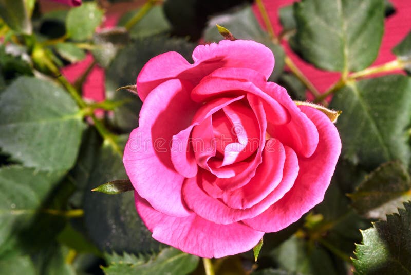 Close-up of Pink Rose Flower Stock Photo - Image of garden, rose: 160248430