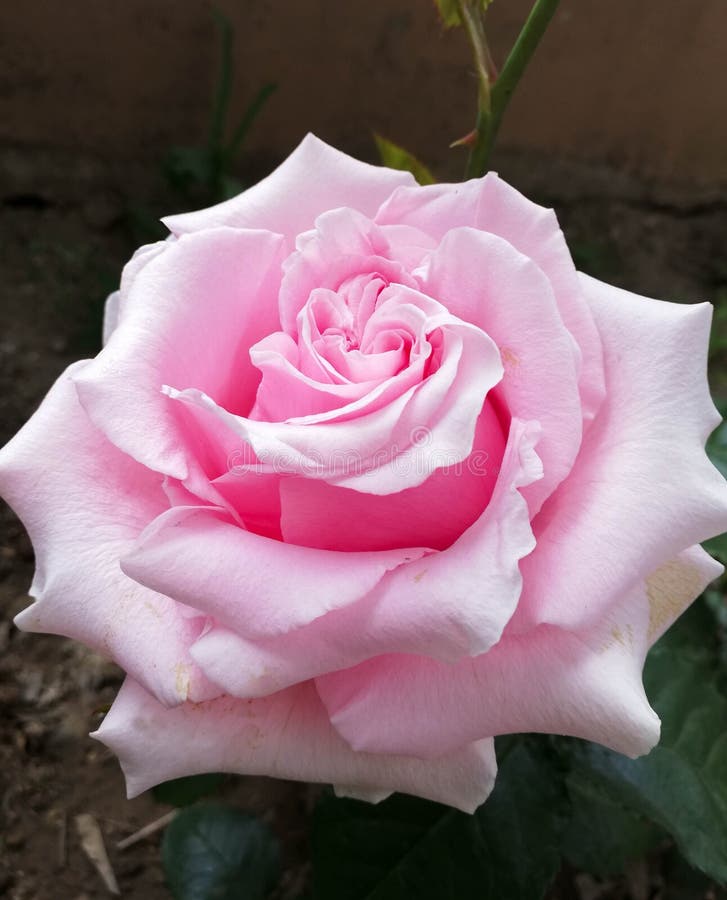 Close Up on Beautiful Pink Rose in the Garden. Lovely Single Blooming ...