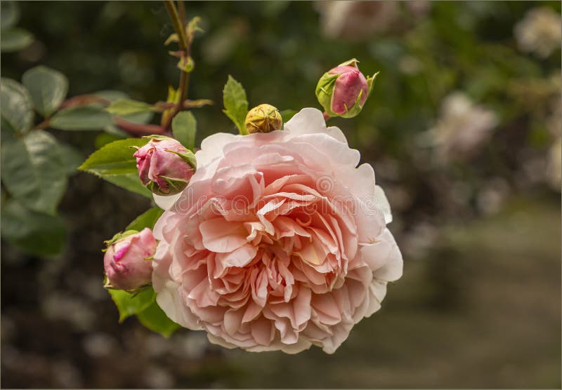 Close Up of a Beautiful Pink Rose with an Open Flower Stock Image ...