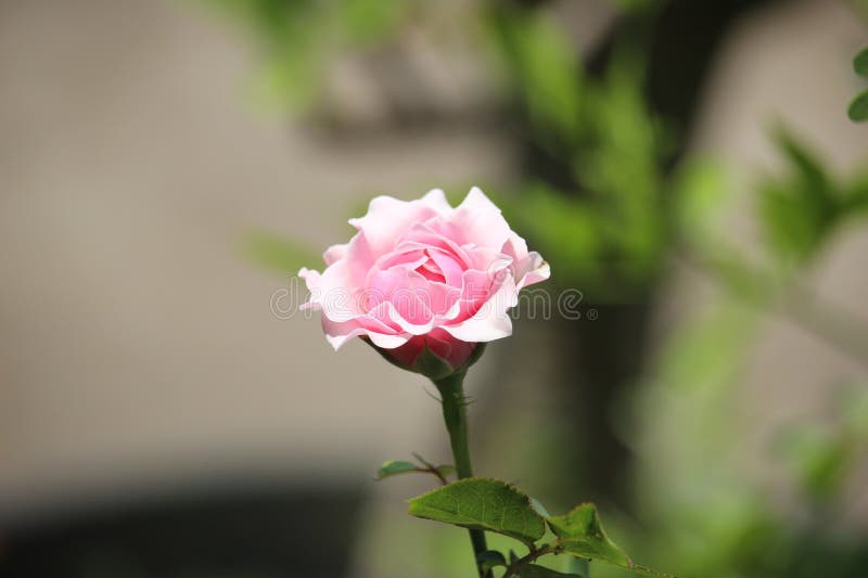 Close Up of Beautiful Pink Roses Blooming in Bluury Background Stock ...