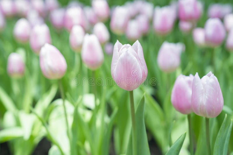 Close-up of a Beautiful Pink Tulip Flower in a Flower Field Stock Image ...